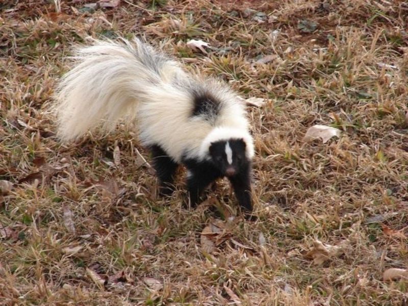 Trail cam footage showing possum shoving skunk into pond wins the internet