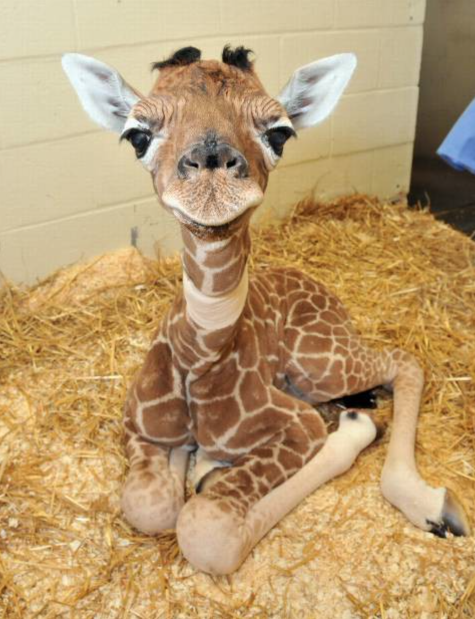 50 adorable baby animals that will instantly bring a smile to your face
