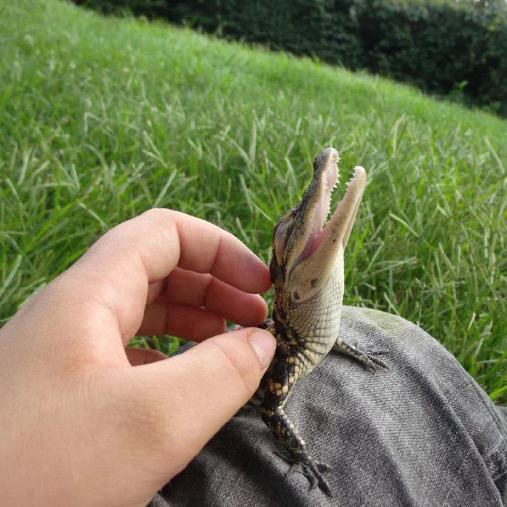 50 adorable baby animals that will instantly bring a smile to your face