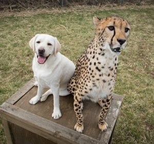 Shy cheetah gets his very own ‘emotional support dog’