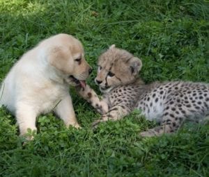 Shy cheetah gets his very own ‘emotional support dog’