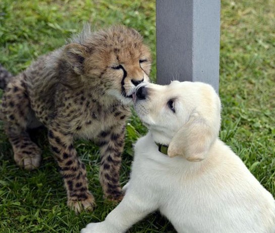 Shy cheetah gets his very own ‘emotional support dog’