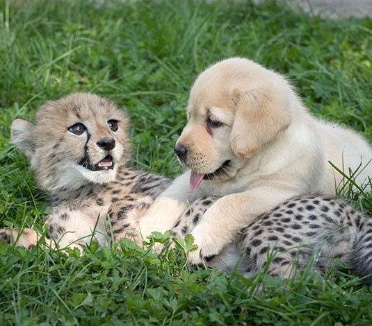 Shy cheetah gets his very own ‘emotional support dog’