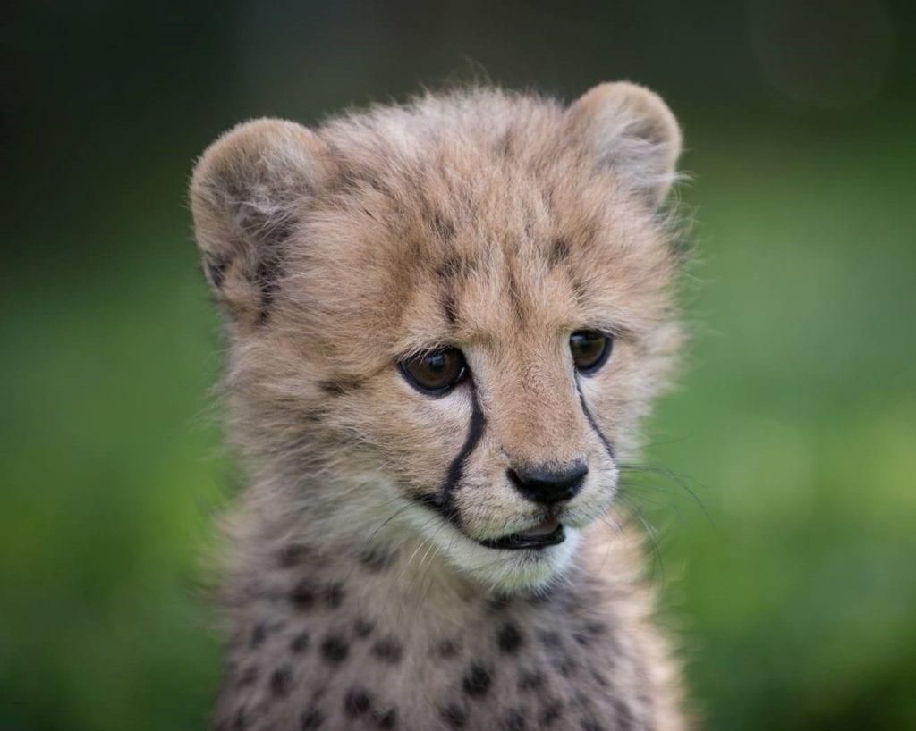 Shy cheetah gets his very own ‘emotional support dog’