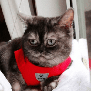 Sweet cat with the cutest scowl keeps getting overlooked for her ...