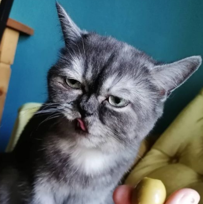 Sweet cat with the cutest scowl keeps getting overlooked for her ...