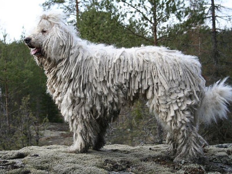 20 Of the best dog breeds to consider when looking into adopting a ...