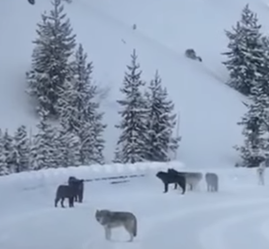 Man comes across wild wolves in Yellowstone then they all start to howl