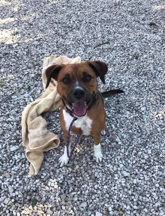 Dog Finally Adopted After 419 Days Gets Returned 1 Day Later