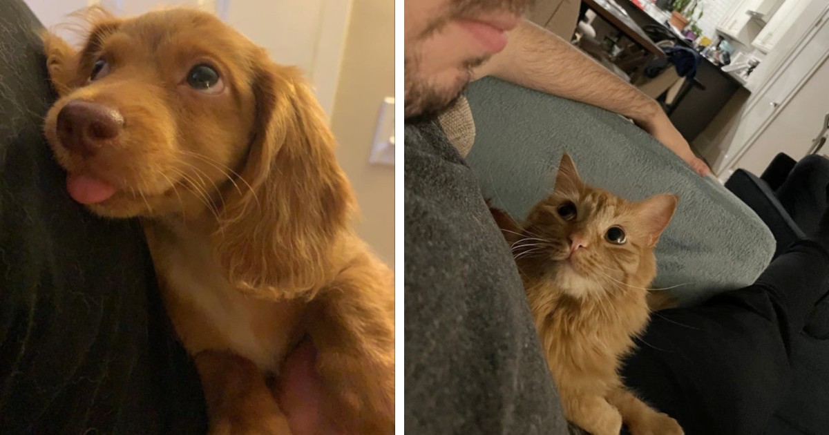 50 adorable animals who are looking at their owners with so much love ...