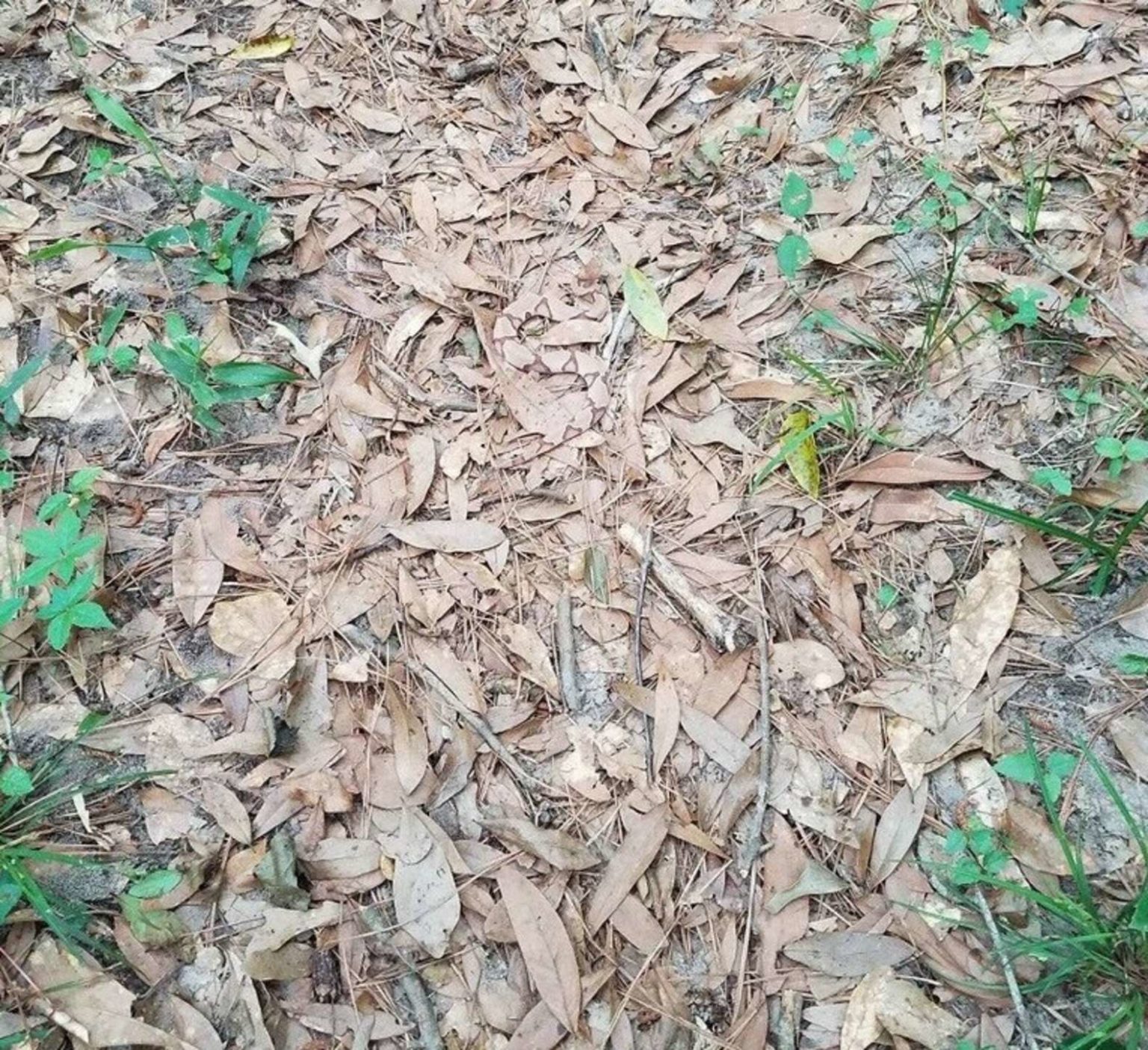People are struggling to find the snake hiding in this viral photo