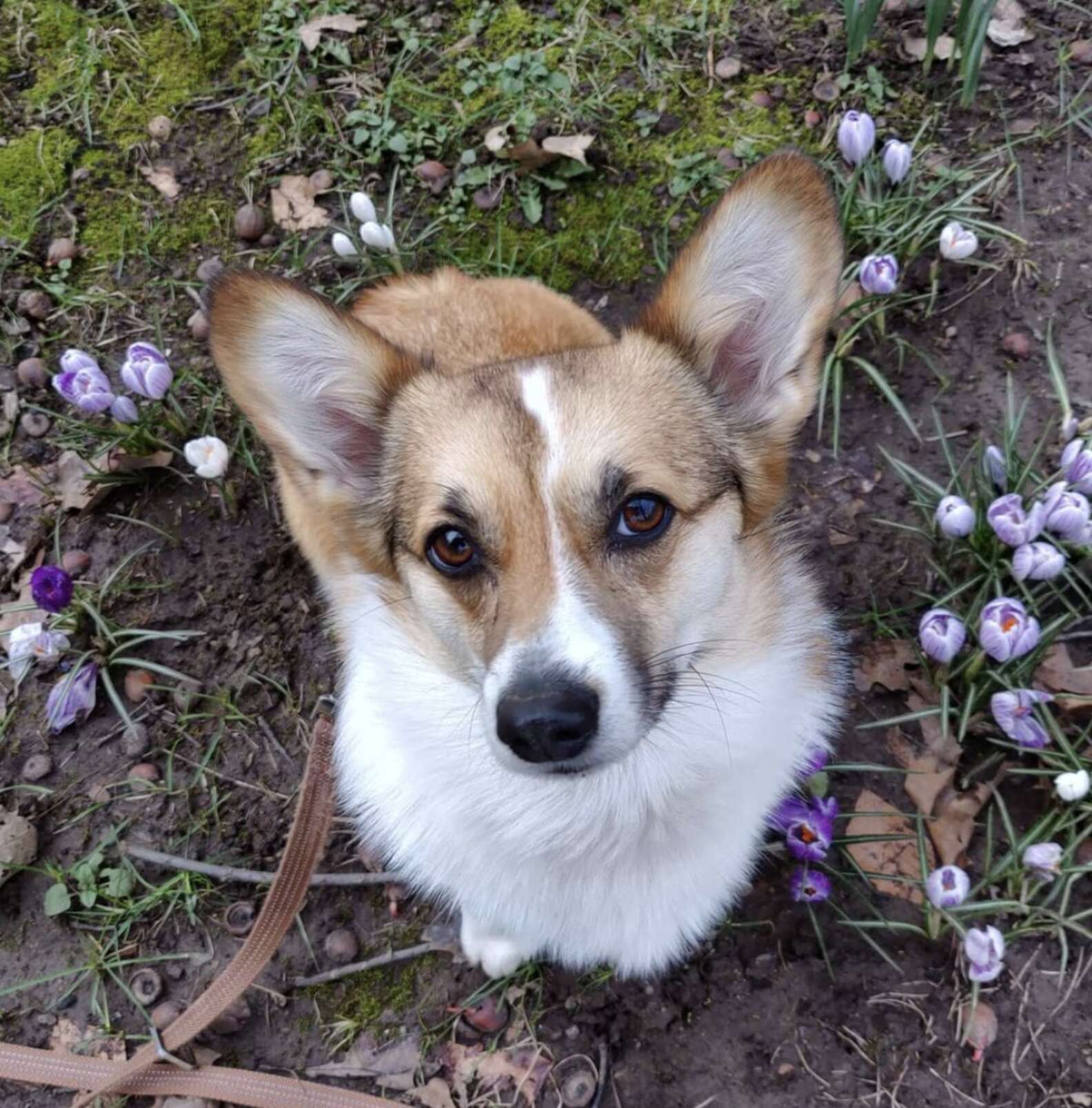 Corgi loves being greeted so much her family puts up an intro sign