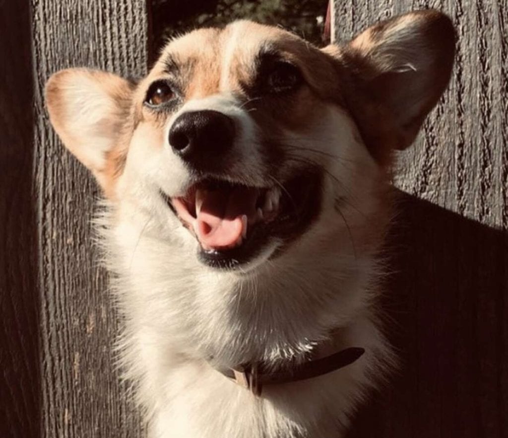 Corgi loves being greeted so much her family puts up an intro sign