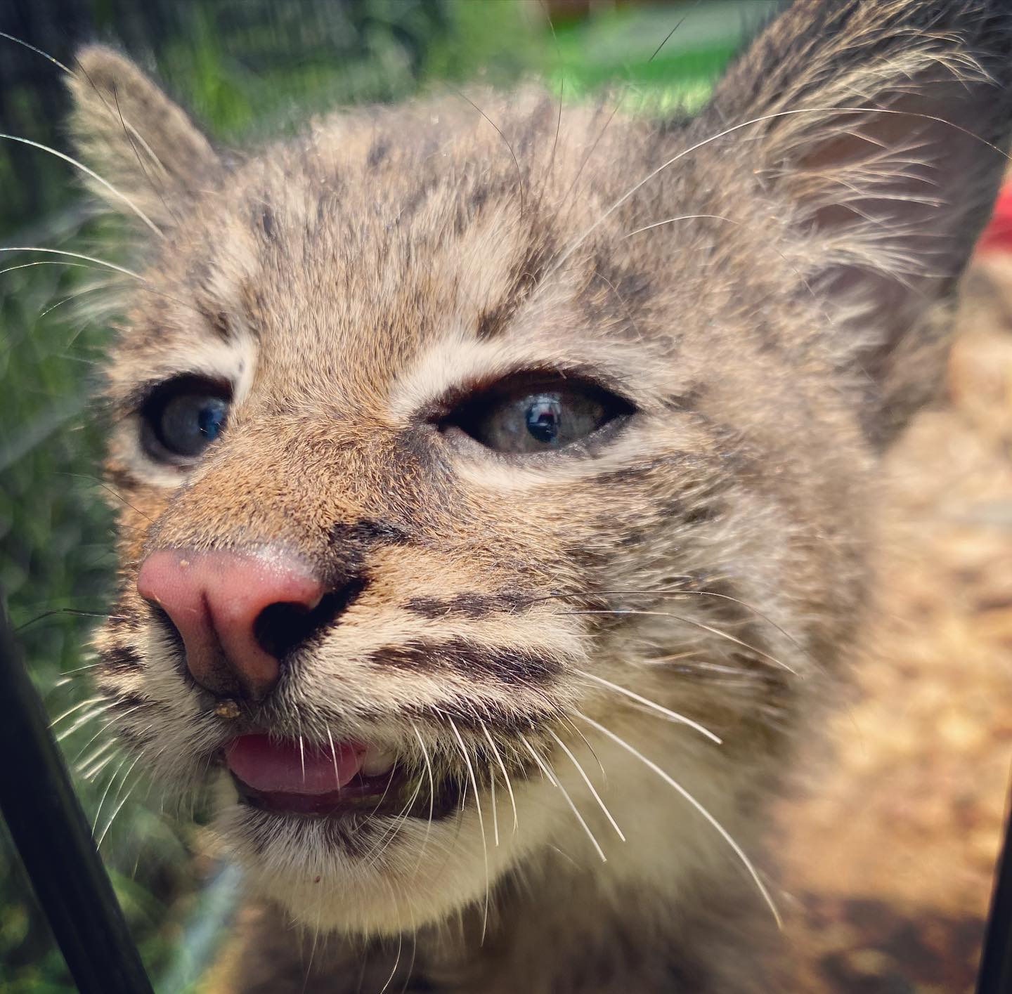 Rescued bobcat can’t stop cuddling with his vegetables