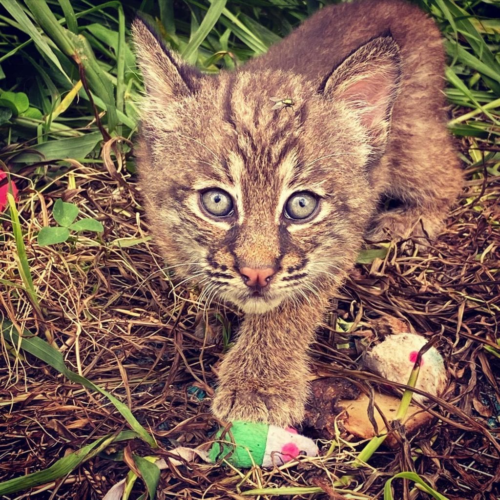 Rescued bobcat can’t stop cuddling with his vegetables