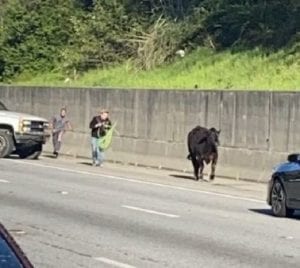 Cops struggle chasing down escaped cow on busy highway until citizen ...