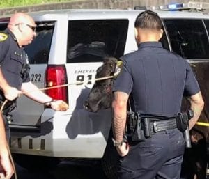 Cops struggle chasing down escaped cow on busy highway until citizen ...