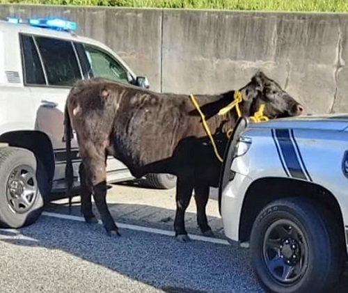 Cops struggle chasing down escaped cow on busy highway until citizen ...