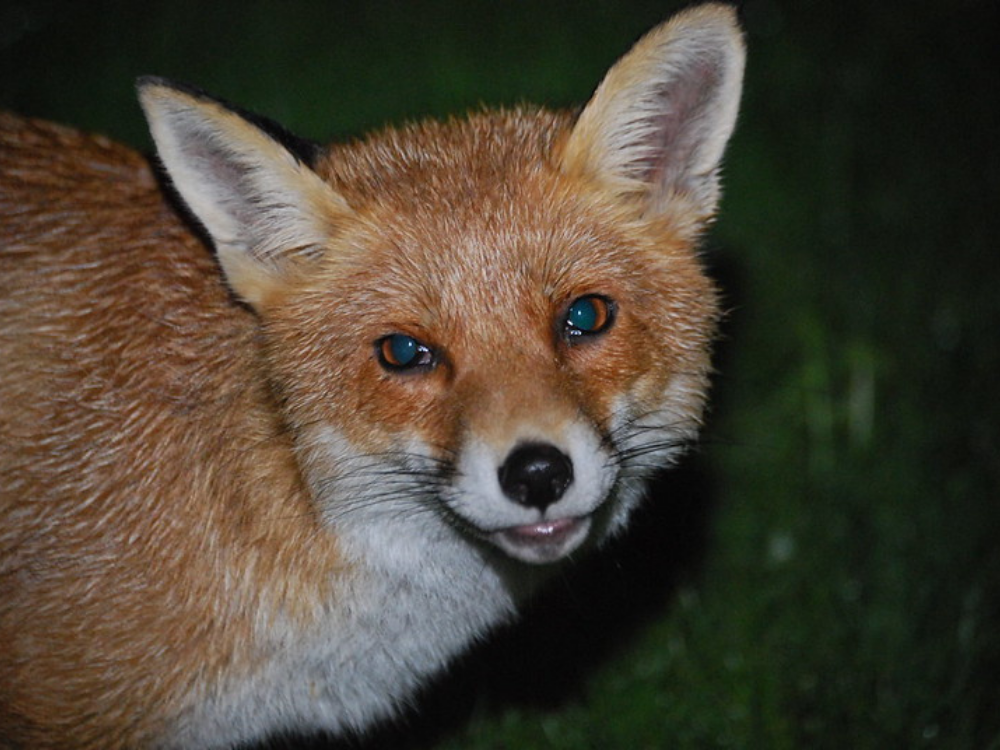 Adorable fox cozies up to man sitting in pub beer garden