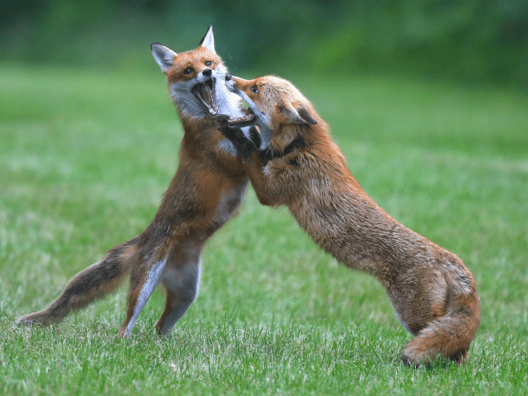 Adorable fox cozies up to man sitting in pub beer garden