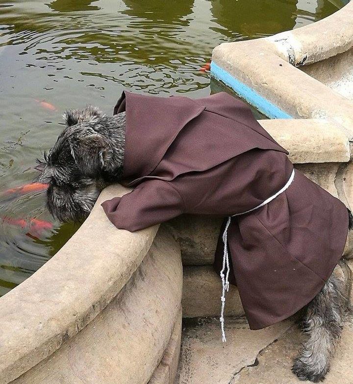 Stray puppy adopted by monastery now enjoys his new life living as a monk