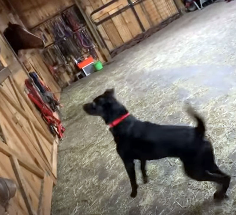 Black lab’s adorable first meeting with horses is captured on film