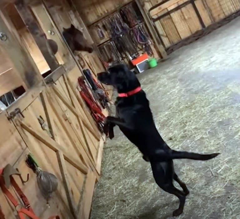 Black lab’s adorable first meeting with horses is captured on film
