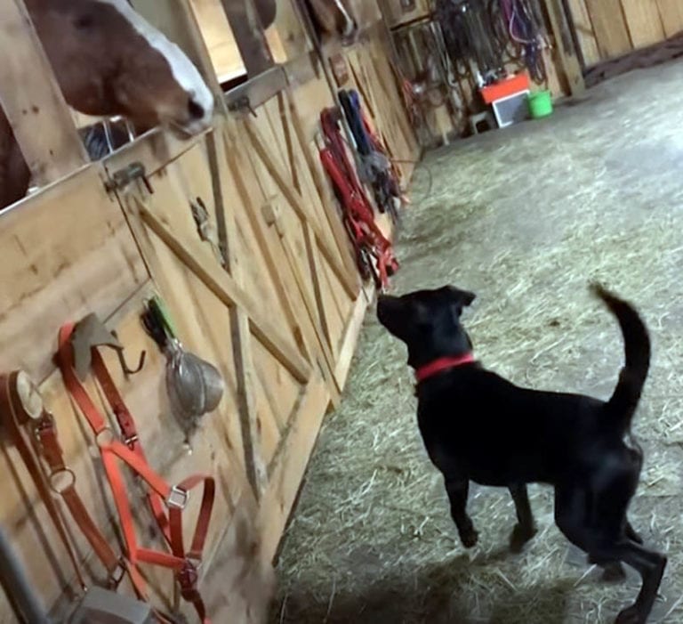 Black lab’s adorable first meeting with horses is captured on film