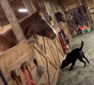 Black lab’s adorable first meeting with horses is captured on film