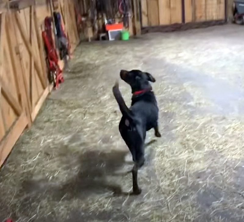 Black lab’s adorable first meeting with horses is captured on film