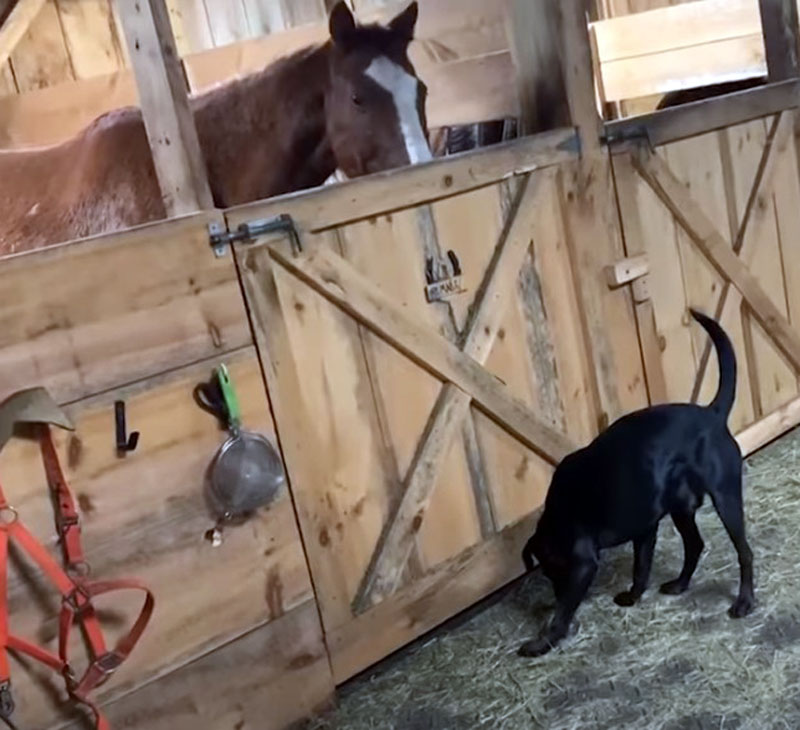 Black lab’s adorable first meeting with horses is captured on film