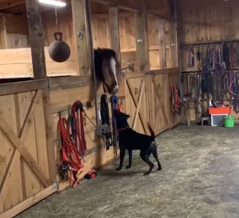 Black lab’s adorable first meeting with horses is captured on film