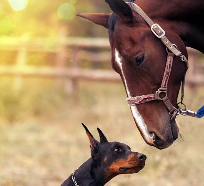 Black lab’s adorable first meeting with horses is captured on film