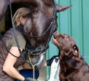Black lab’s adorable first meeting with horses is captured on film
