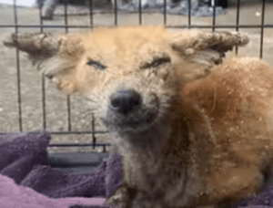 Sick wild fox covered in matted fur makes incredible transformation ...
