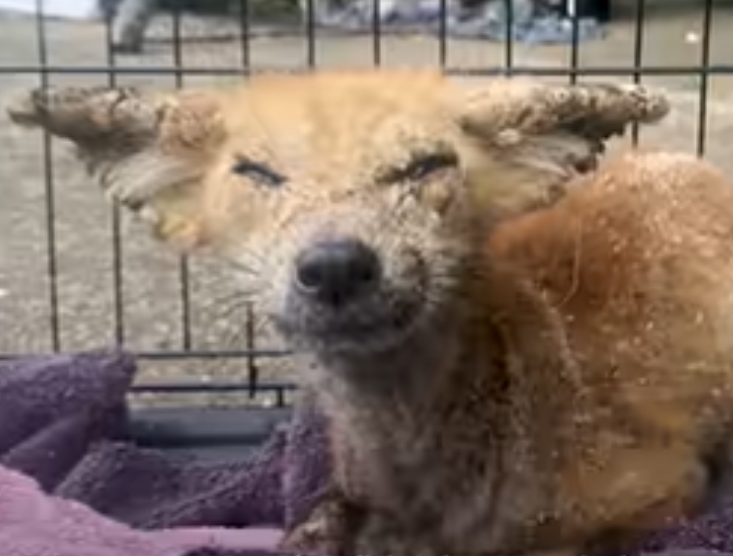 Sick wild fox covered in matted fur makes incredible transformation ...