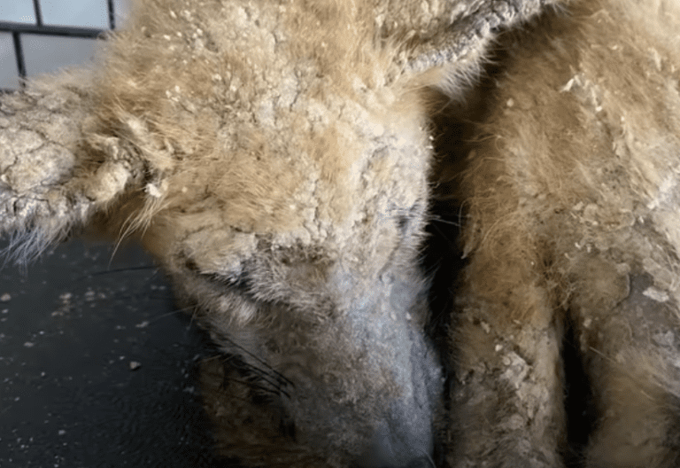 Sick wild fox covered in matted fur makes incredible transformation ...