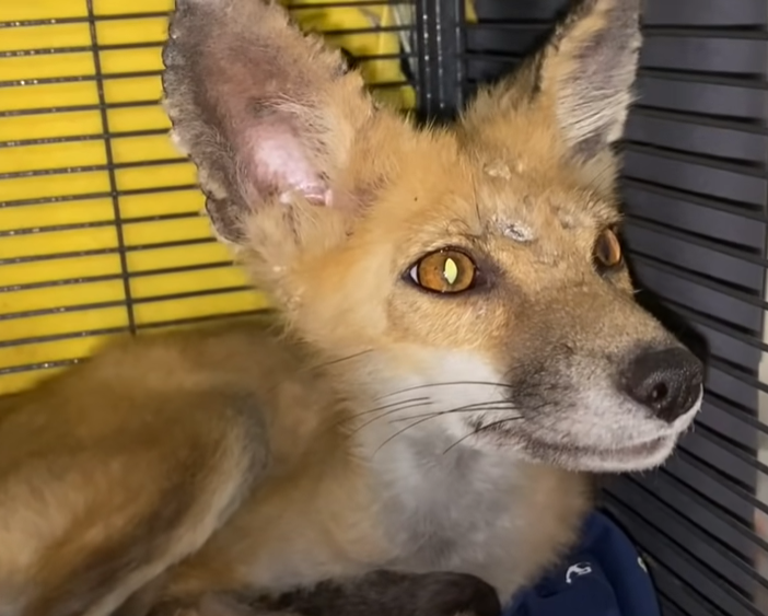 Sick wild fox covered in matted fur makes incredible transformation ...