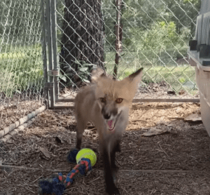 Sick wild fox covered in matted fur makes incredible transformation ...