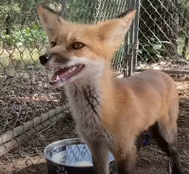 Sick wild fox covered in matted fur makes incredible transformation ...