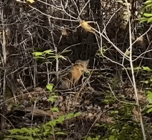 Sick wild fox covered in matted fur makes incredible transformation ...