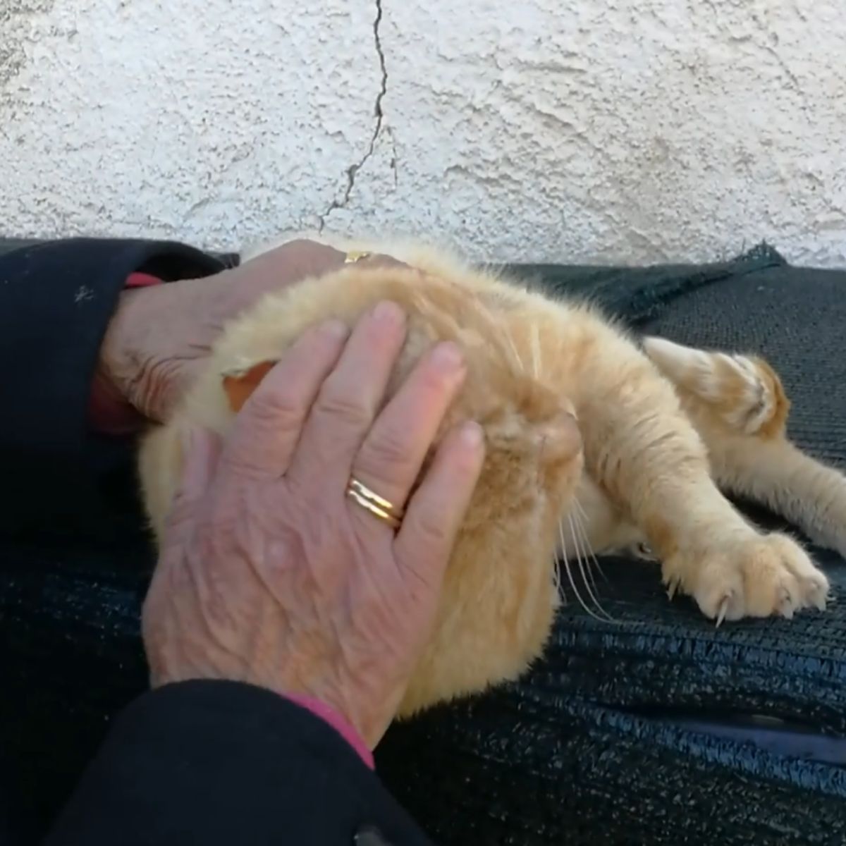 Cat missing for 4 years after earthquake joyfully reunited with elderly ...