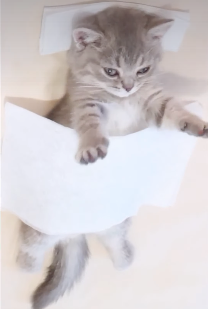 Adorable little kitten gets a special ‘spa day’
