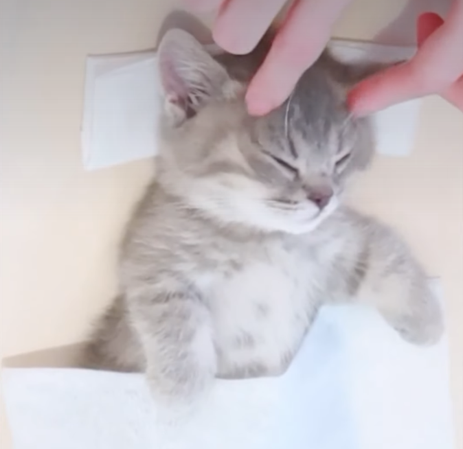 Adorable little kitten gets a special ‘spa day’