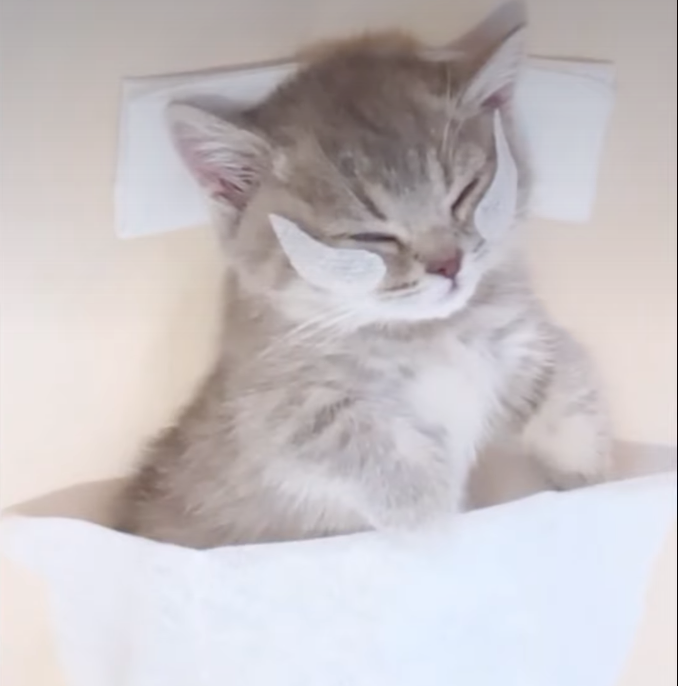 Adorable little kitten gets a special ‘spa day’