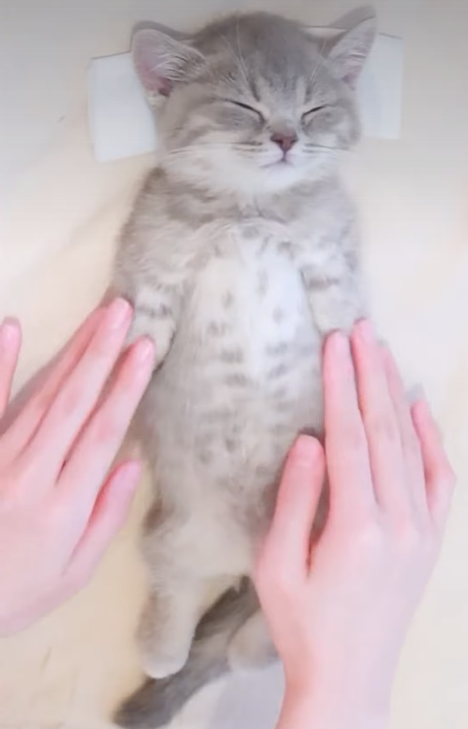 Adorable little kitten gets a special ‘spa day’