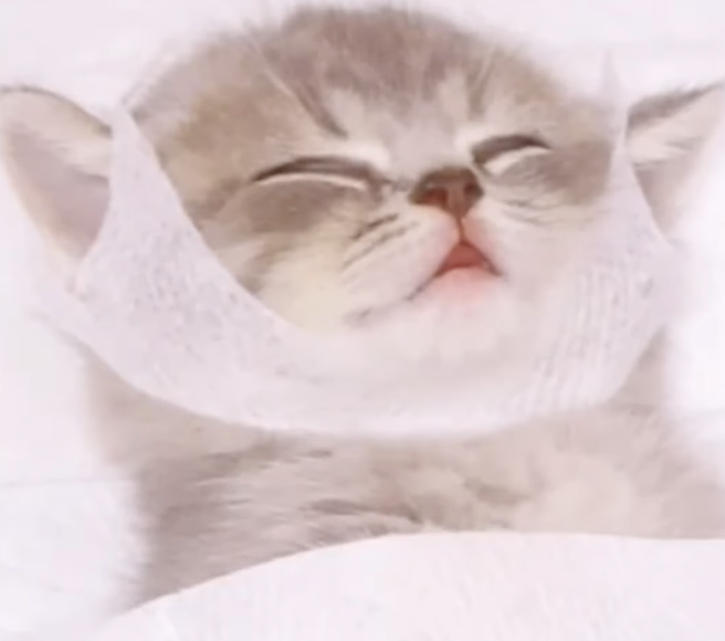 Adorable little kitten gets a special ‘spa day’