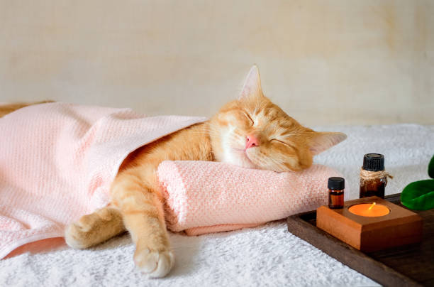 Adorable little kitten gets a special ‘spa day’