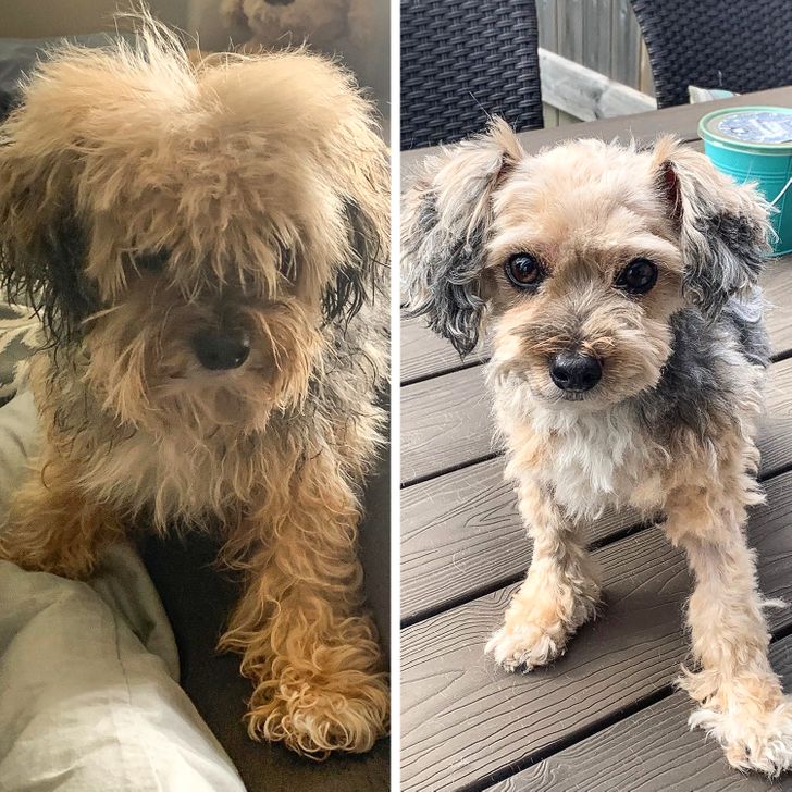 40 pet owners who got a completely new dog after a trip to the groomers
