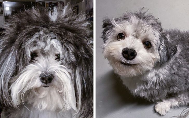 40 pet owners who got a completely new dog after a trip to the groomers